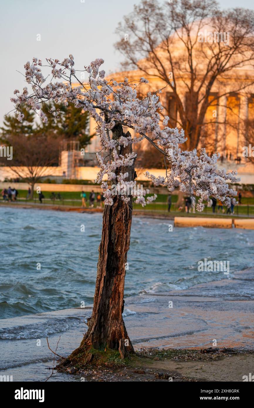 Stumpy, the famous Washington DC cherry blossom tree, in full bloom ...