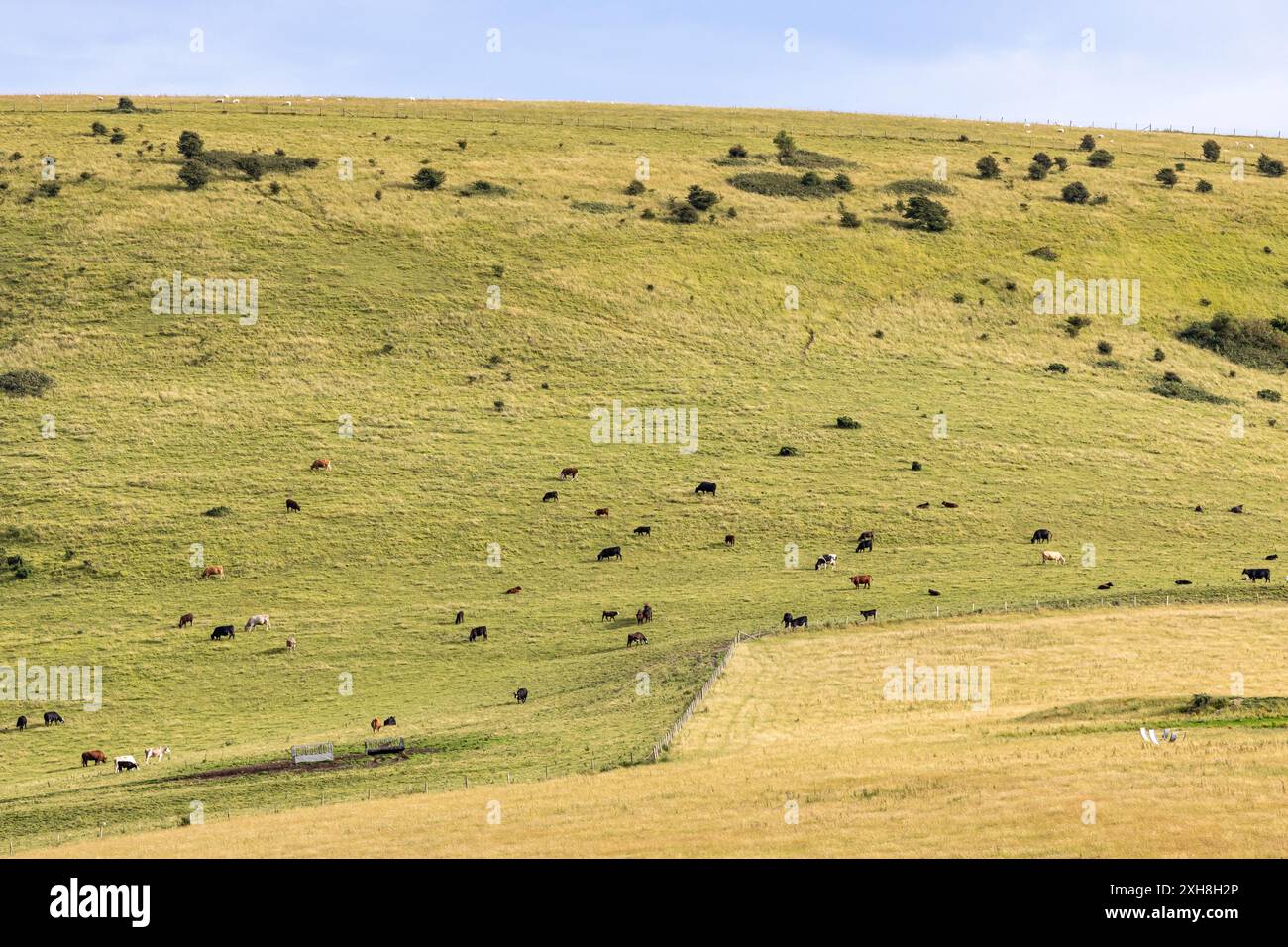 Cows grazing beneath Kingston Ridge in the Sussex countryside, with a ...