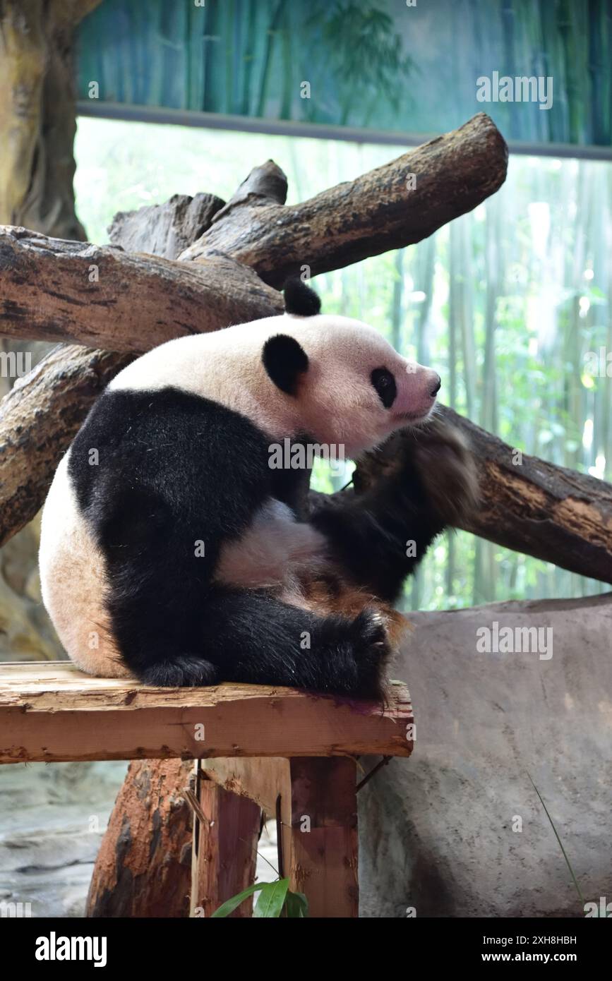 Panda bear resting in hot day, ZOO in Panyu district, Guangzhou city ...