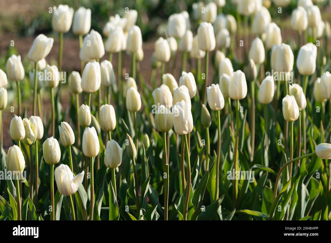 Pretty white tulips in bloom at the Floral Library in Washington DC ...