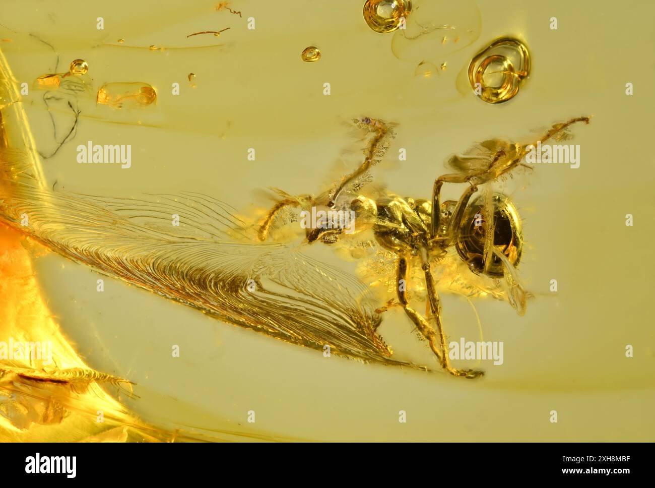 Ant in amber hi-res stock photography and images - Alamy