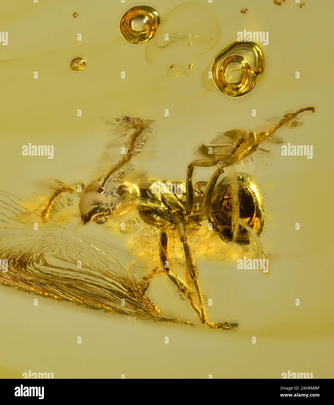 Prehistoric ant in Baltic amber c40m years old (c5mm long Stock Photo ...