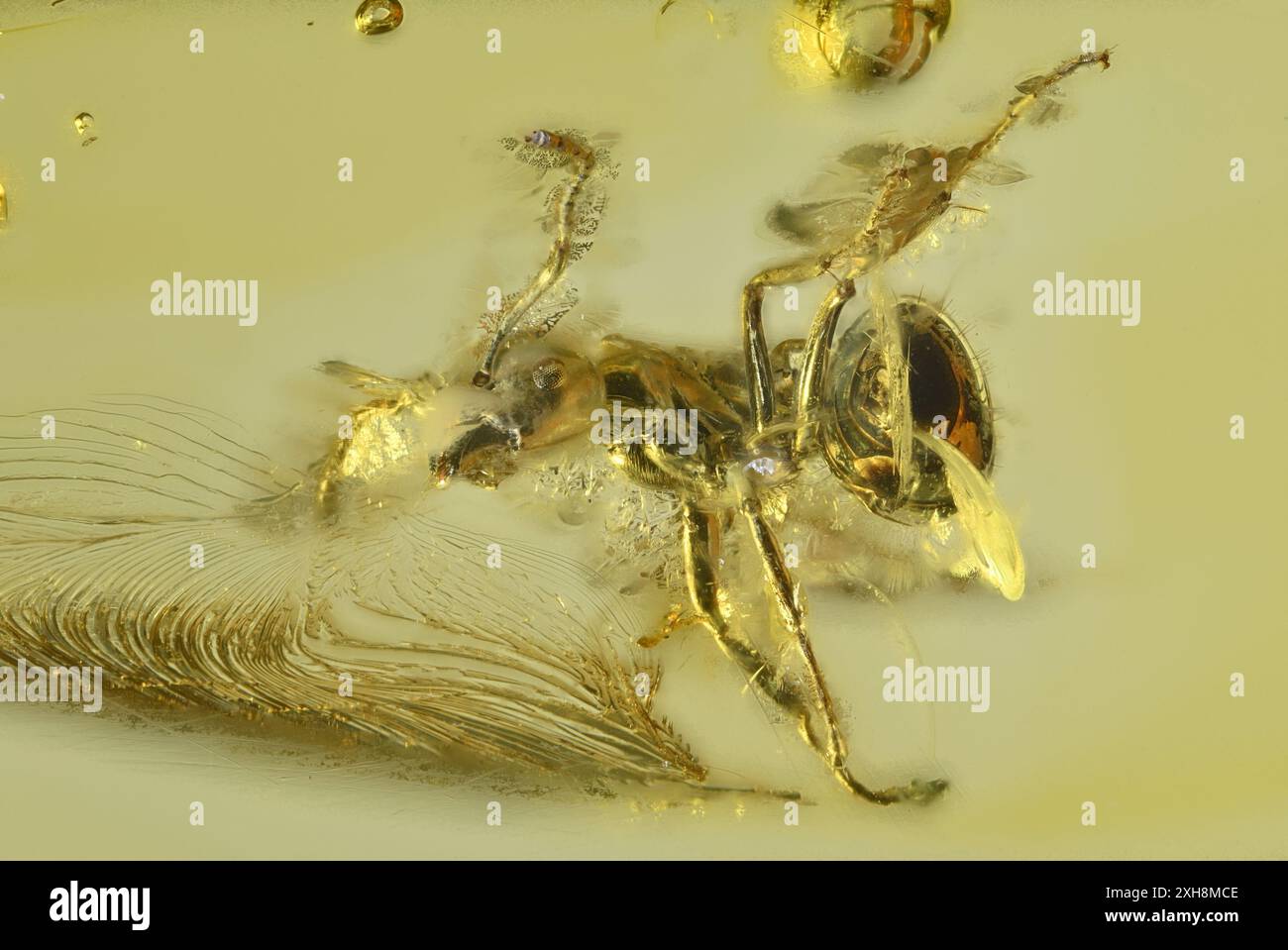 Prehistoric ant in Baltic amber c40m years old (c5mm long Stock Photo ...