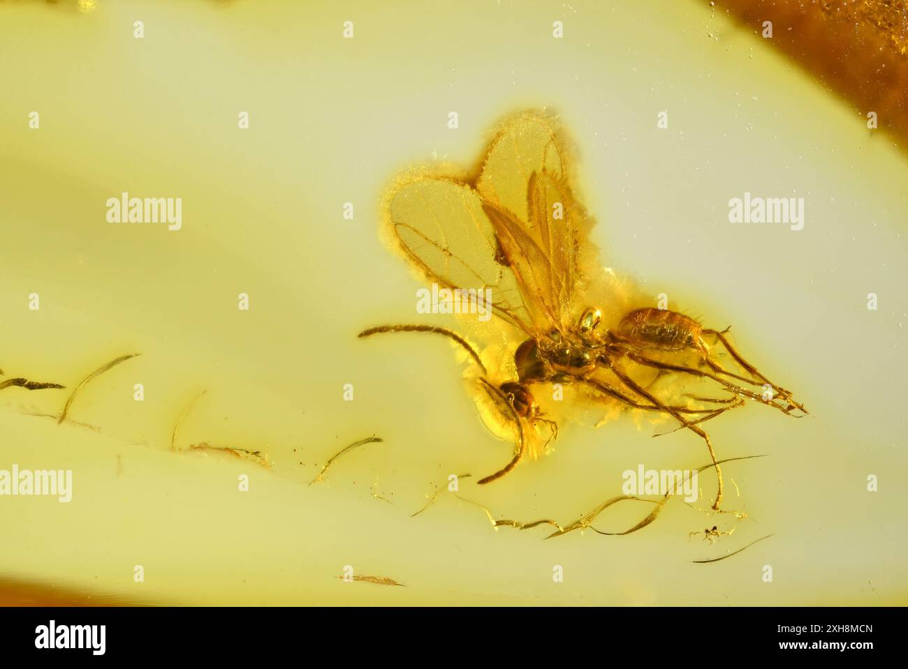 Prehistoric winged ant in Baltic amber c40m years old Stock Photo - Alamy