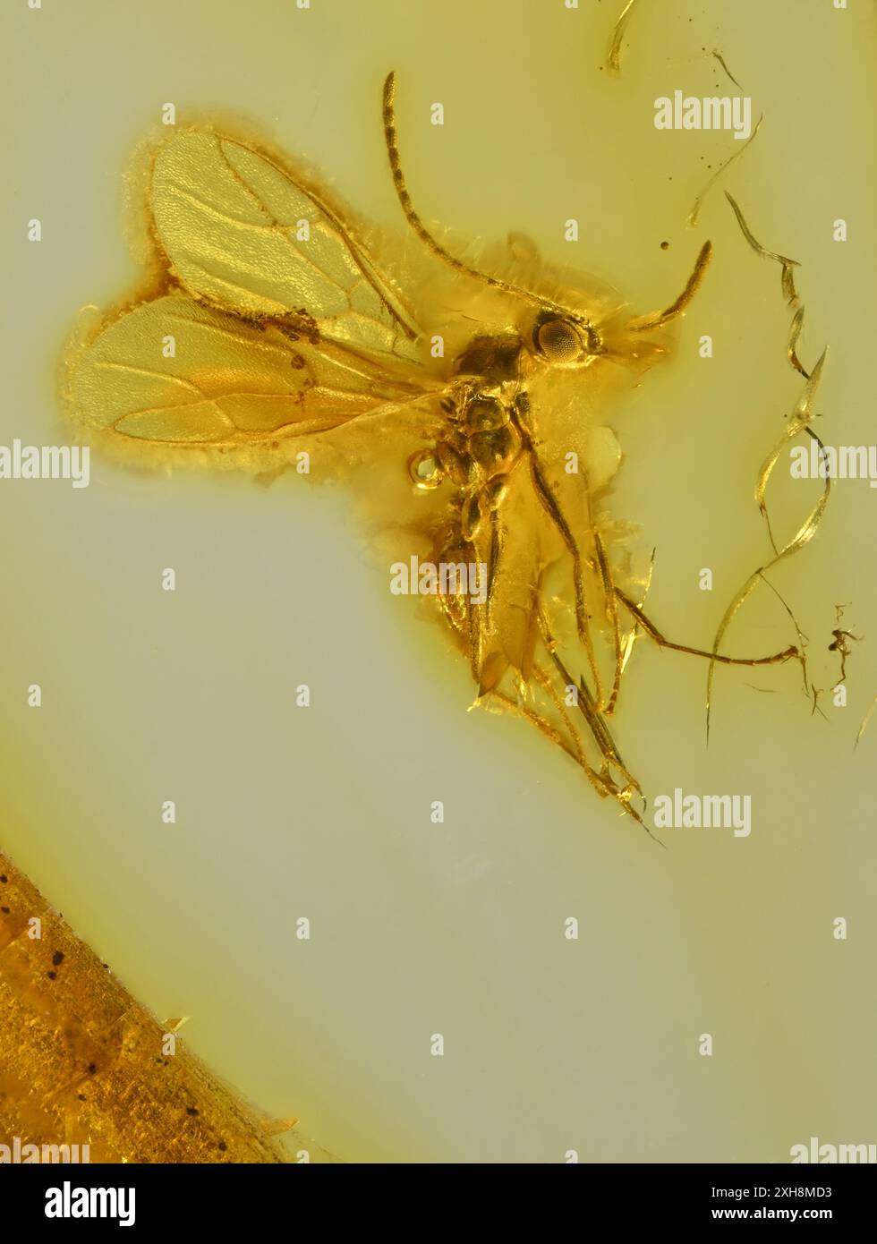 Prehistoric winged ant in Baltic amber c40m years old (c5mm long Stock ...
