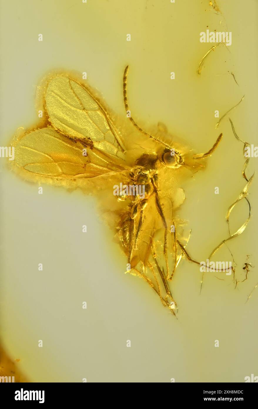 Prehistoric winged ant in Baltic amber c40m years old (c5mm long Stock ...