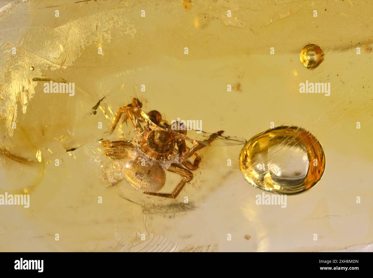 Prehistoric spider preserved in Baltic amber, c40m years old (c6mm long ...