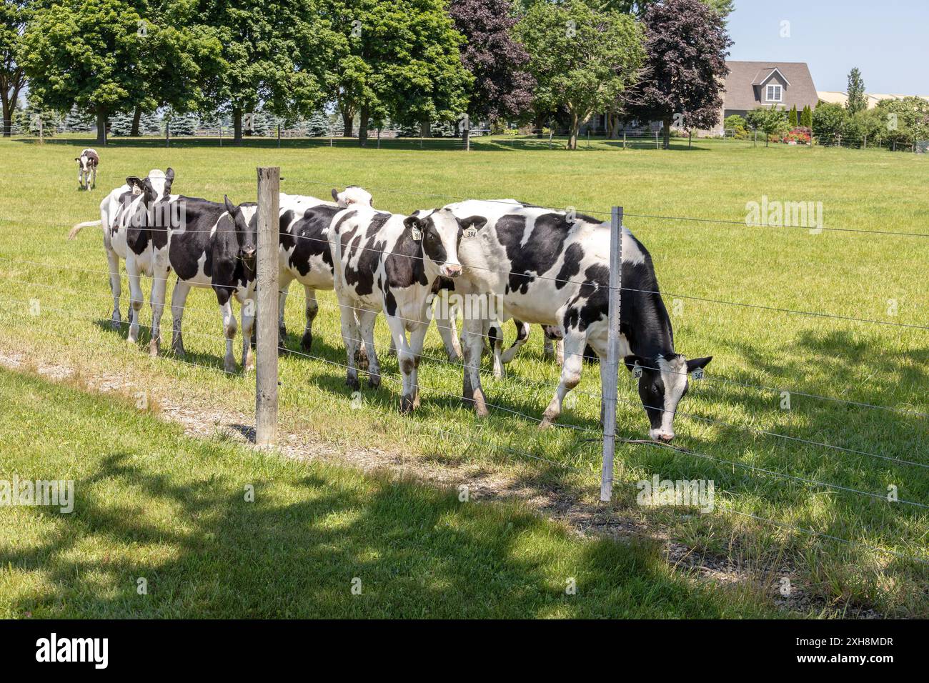 Holstein-Friesian Steers Young Male Cows Feeding On Grass In A Farm ...