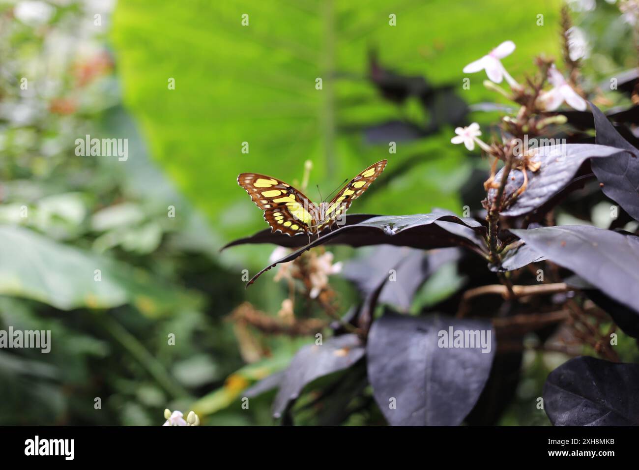 Dido longwing hi-res stock photography and images - Alamy