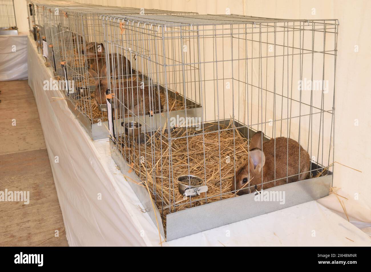 display of several rabbits in cages Stock Photo - Alamy