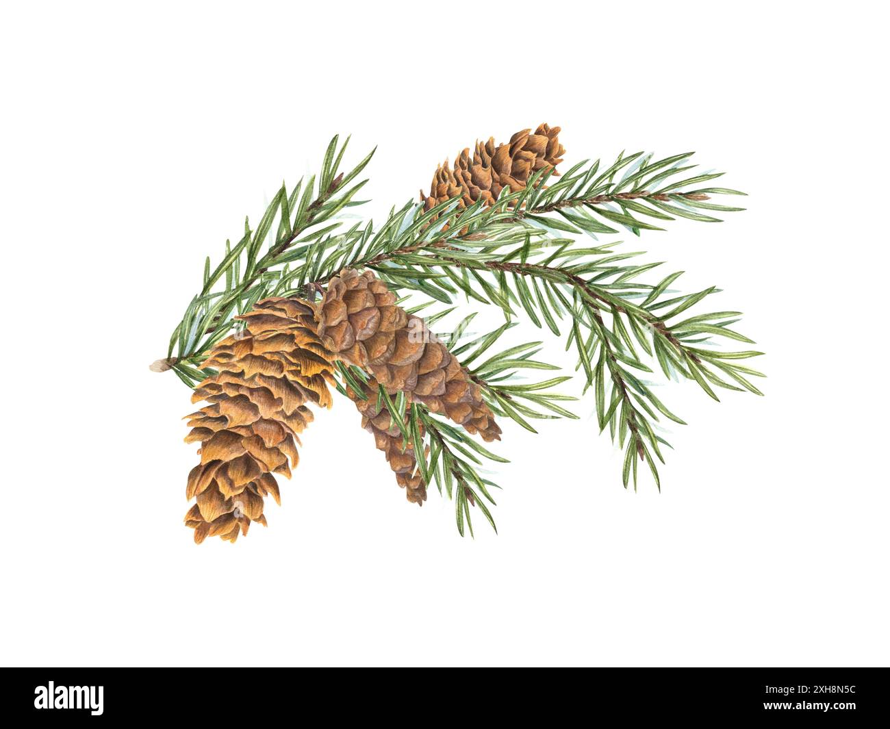 Spruce tree branch with cones. Cone bunch on evergreen twig. Winter holiday plant with Green ...
