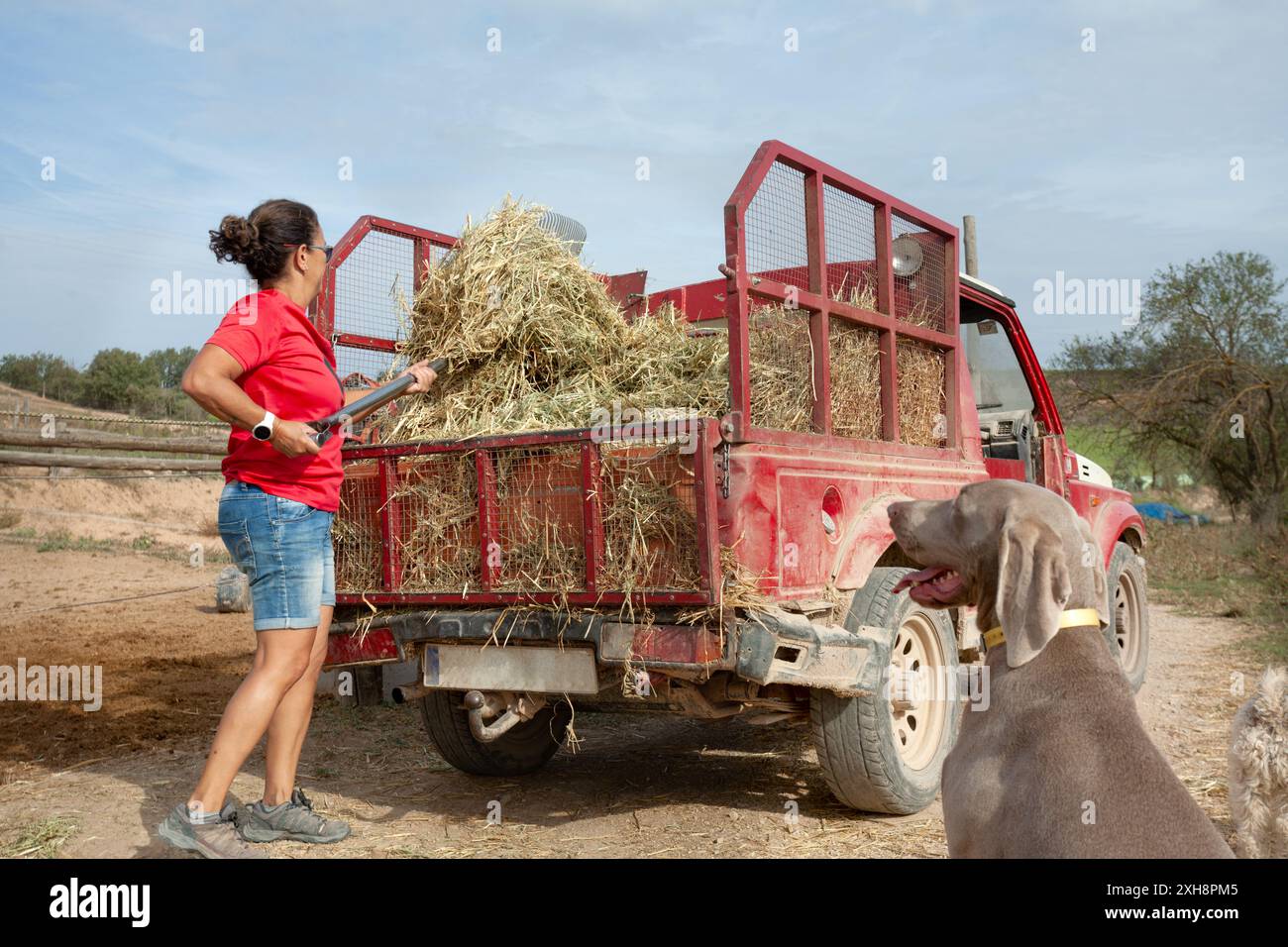 Woman manager of a horse riding center picks up hay and straw from her ...