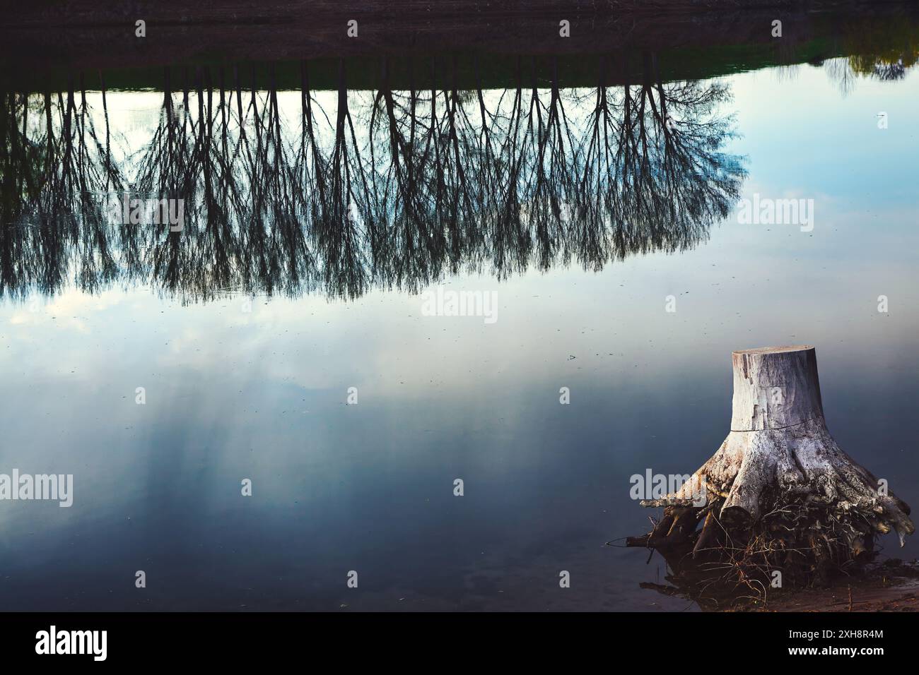 Tree stump in water with tree reflection. Trees and water creating a ...