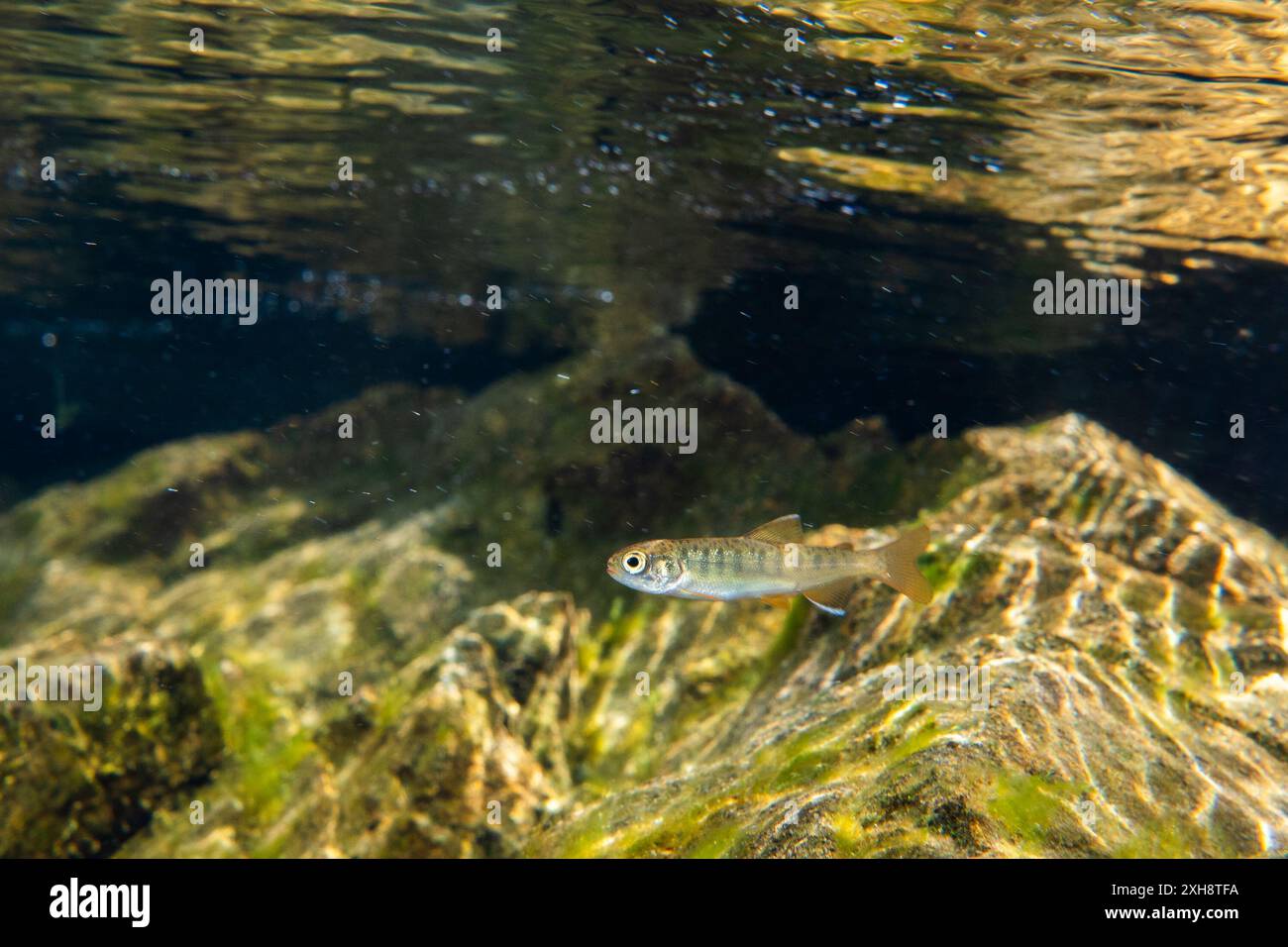 Salmon fry in the stream in the Pacific Northwest, Canada Stock Photo ...