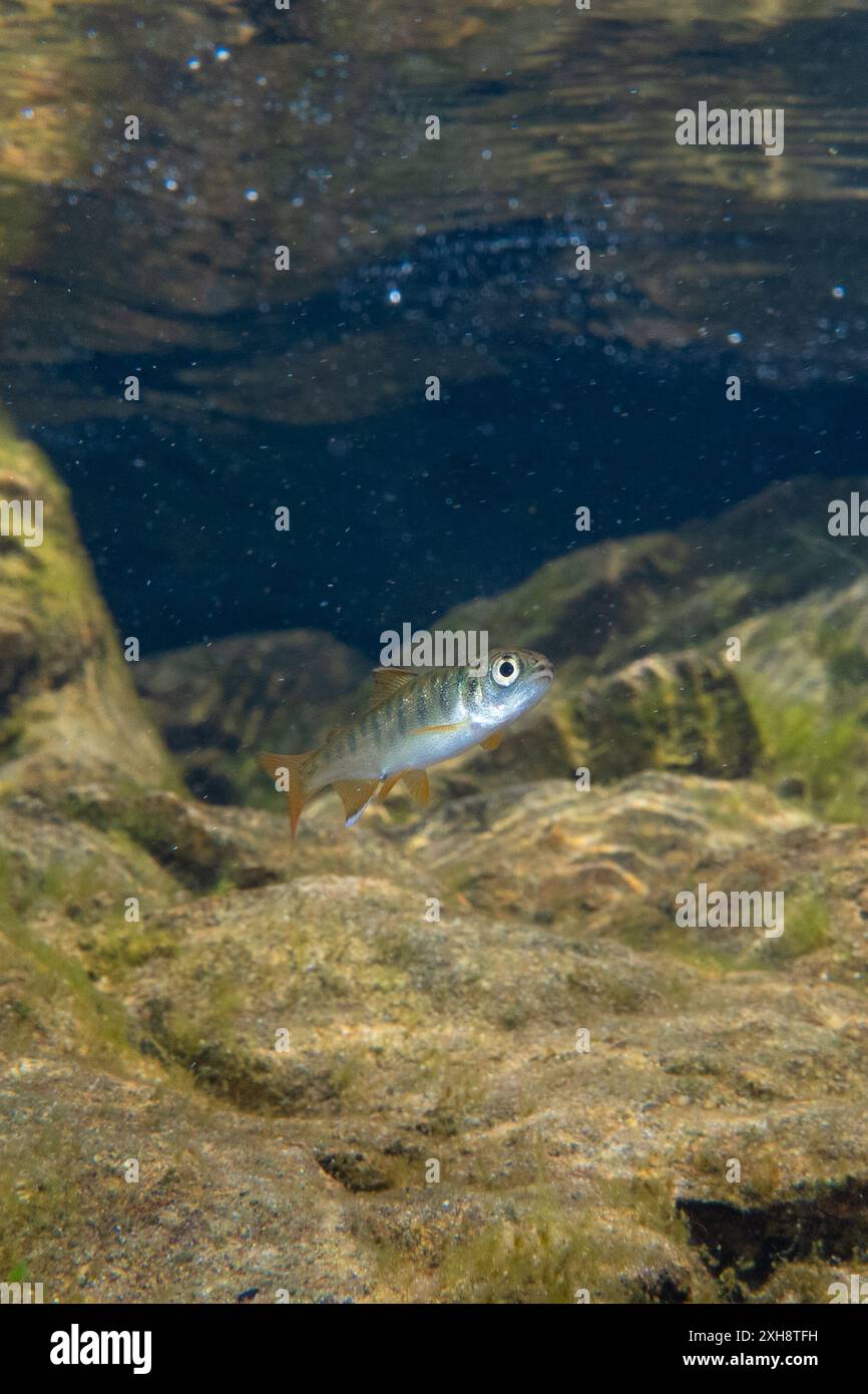 Juvenile Coho salmon Stock Photo - Alamy