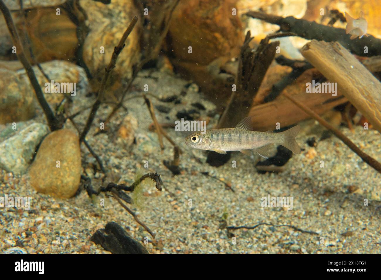 Juvenile Coho salmon in a cold water stream in the Pacific Northwest ...