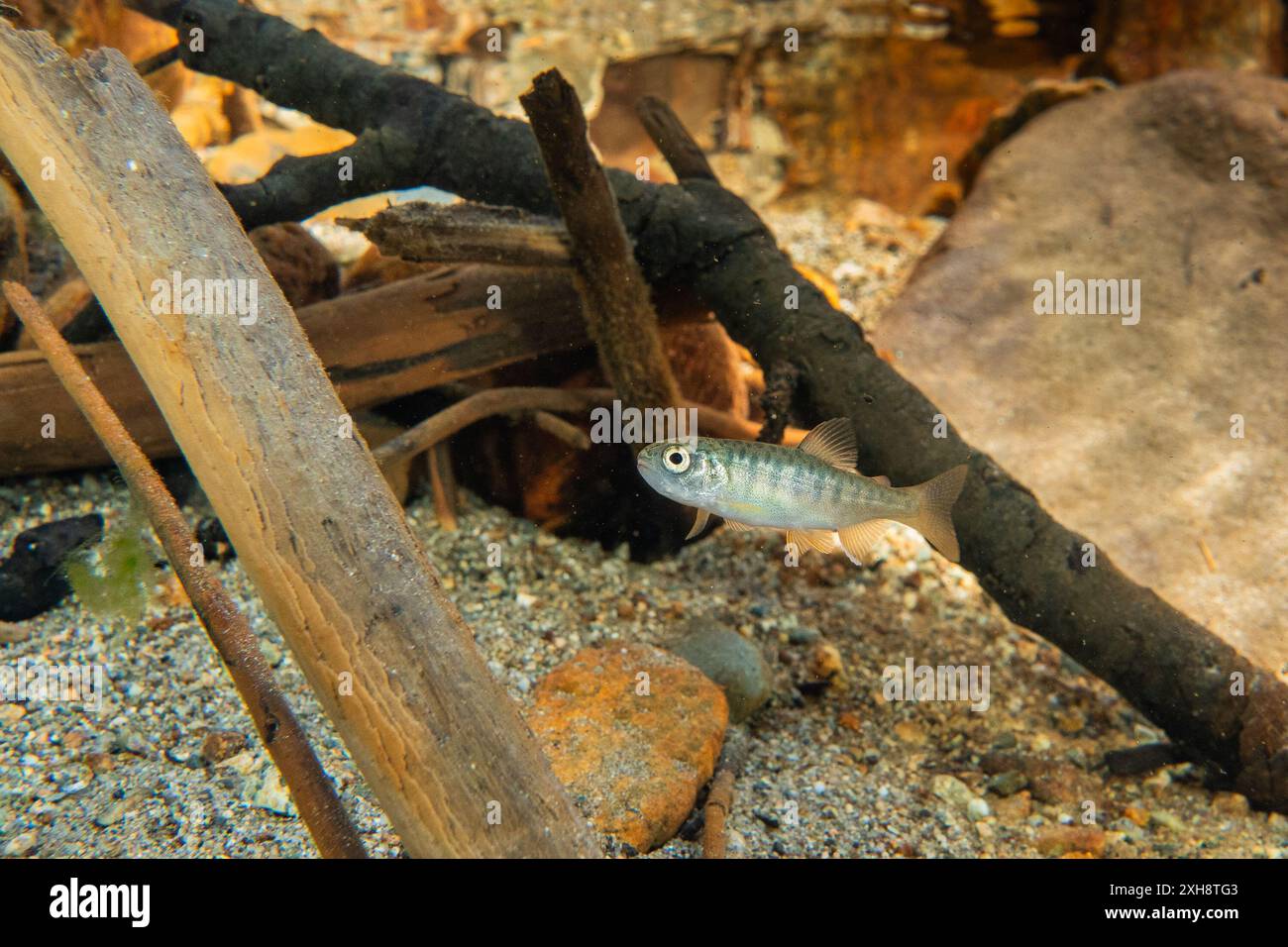 Coho Salmon fry Stock Photo - Alamy