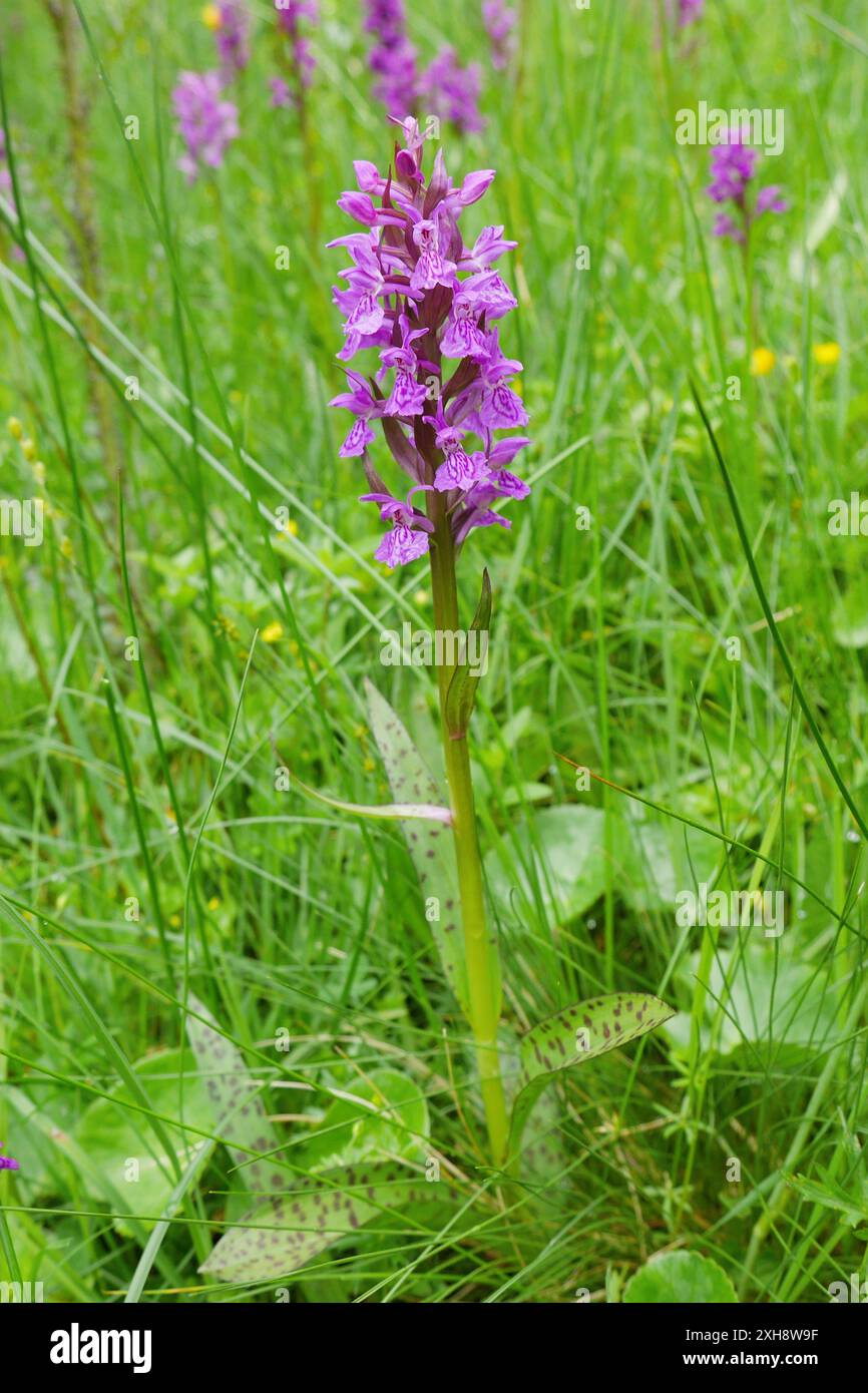 Broad-Leaved Marsh Orchid Dactylorhiza Majalis in Kitzbuhler Alps Austria Stock Photo - Alamy