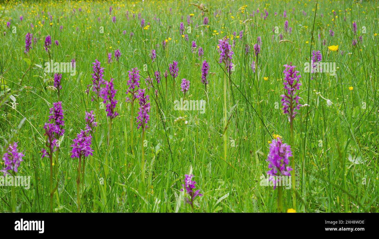Broad-Leaved Marsh Orchid Dactylorhiza Majalis in Kitzbuhler Alps Austria Stock Photo - Alamy