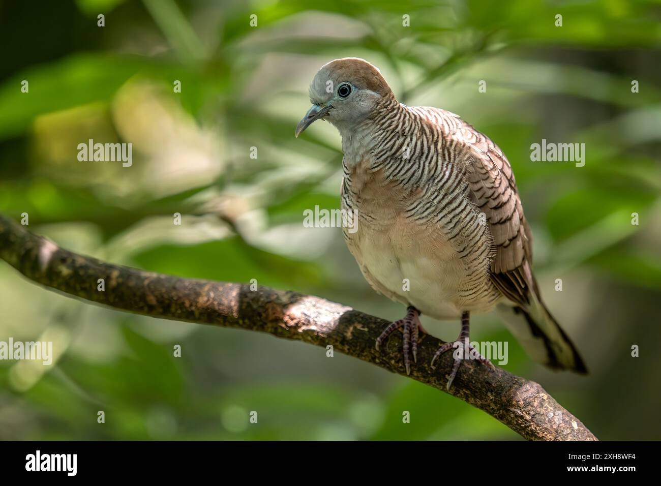 Zebra Dove - Geopelia striata, beautiful small dove from Southeast ...
