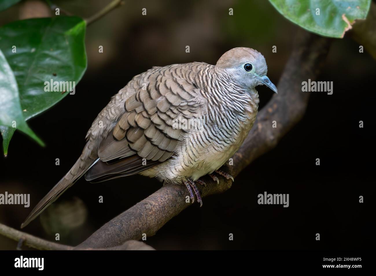 Zebra Dove - Geopelia striata, beautiful small dove from Southeast ...