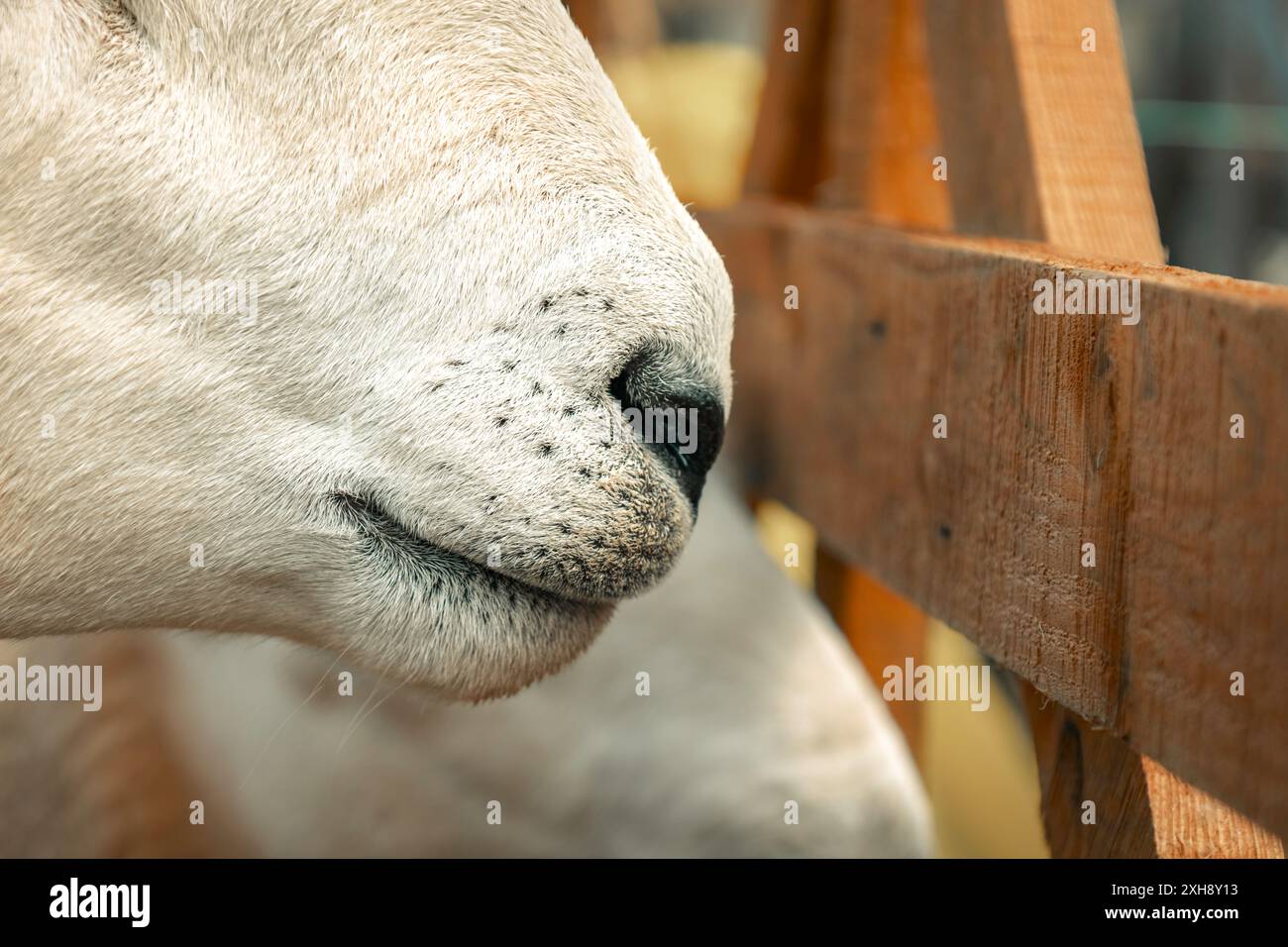 Sheep mouth hi-res stock photography and images - Alamy
