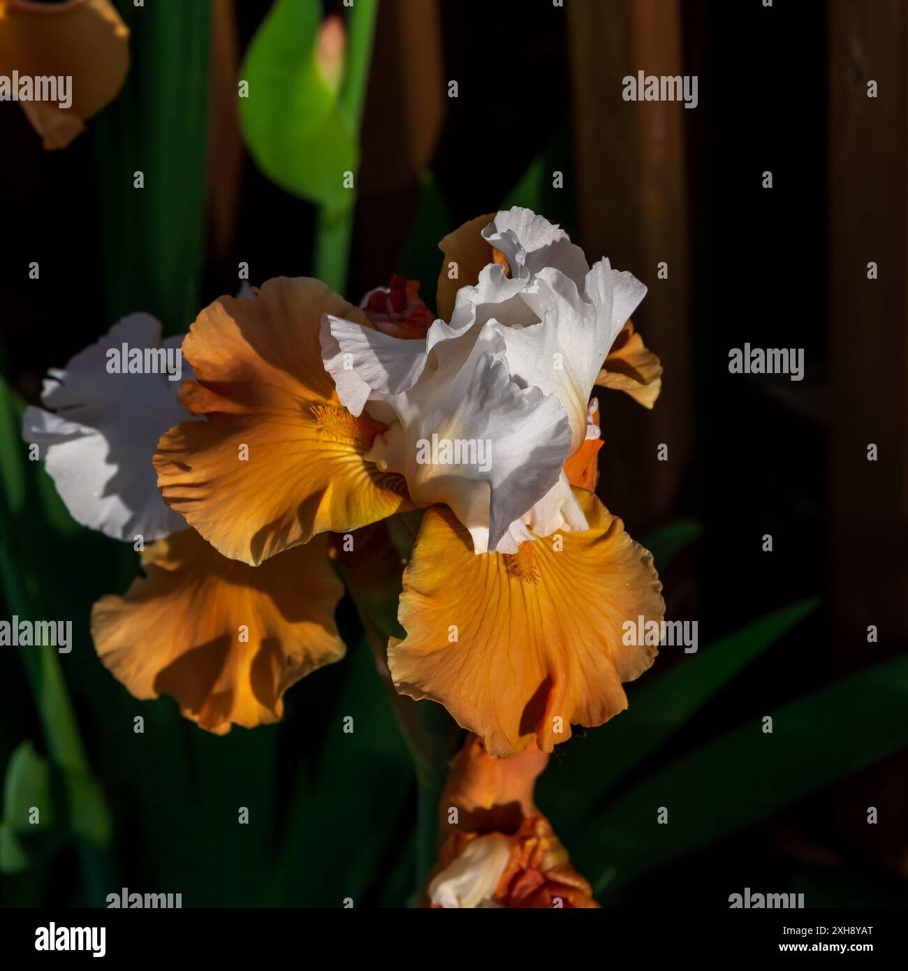 Sunlight iris hi-res stock photography and images - Alamy