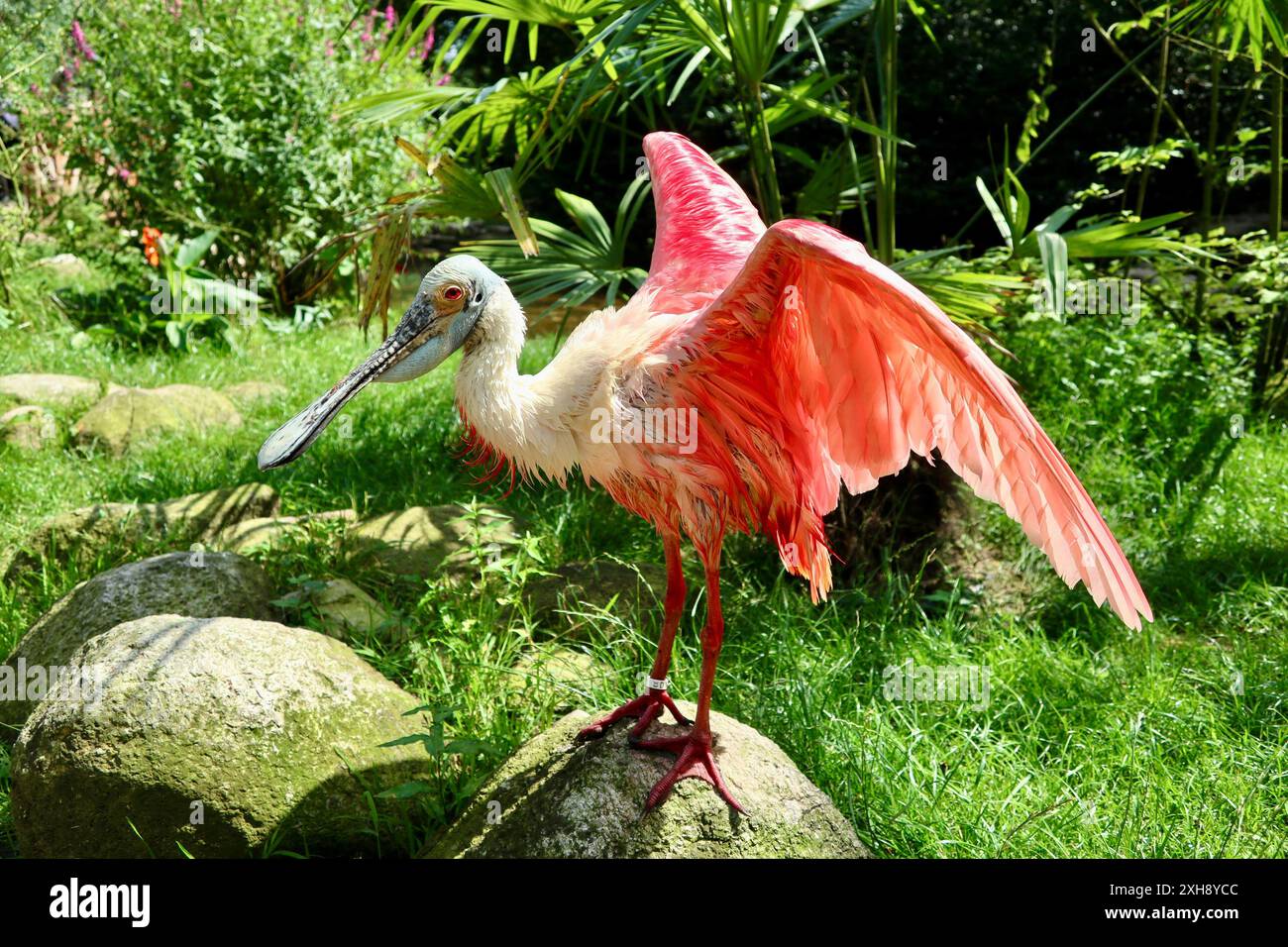 A Roseate Spoonbill Stock Photo - Alamy