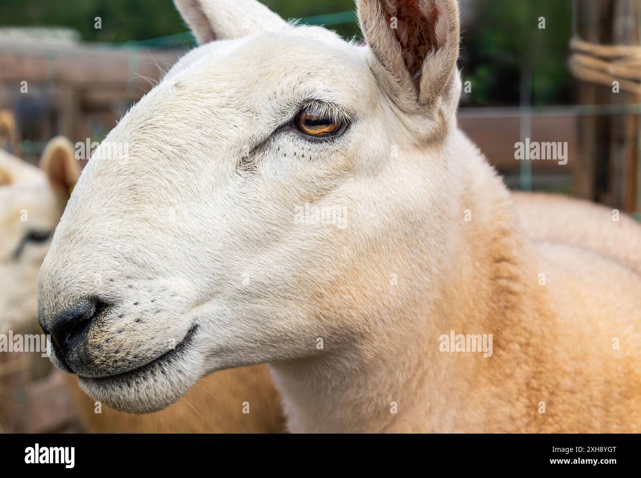 Sheep uk head sheep closeup hi-res stock photography and images - Alamy