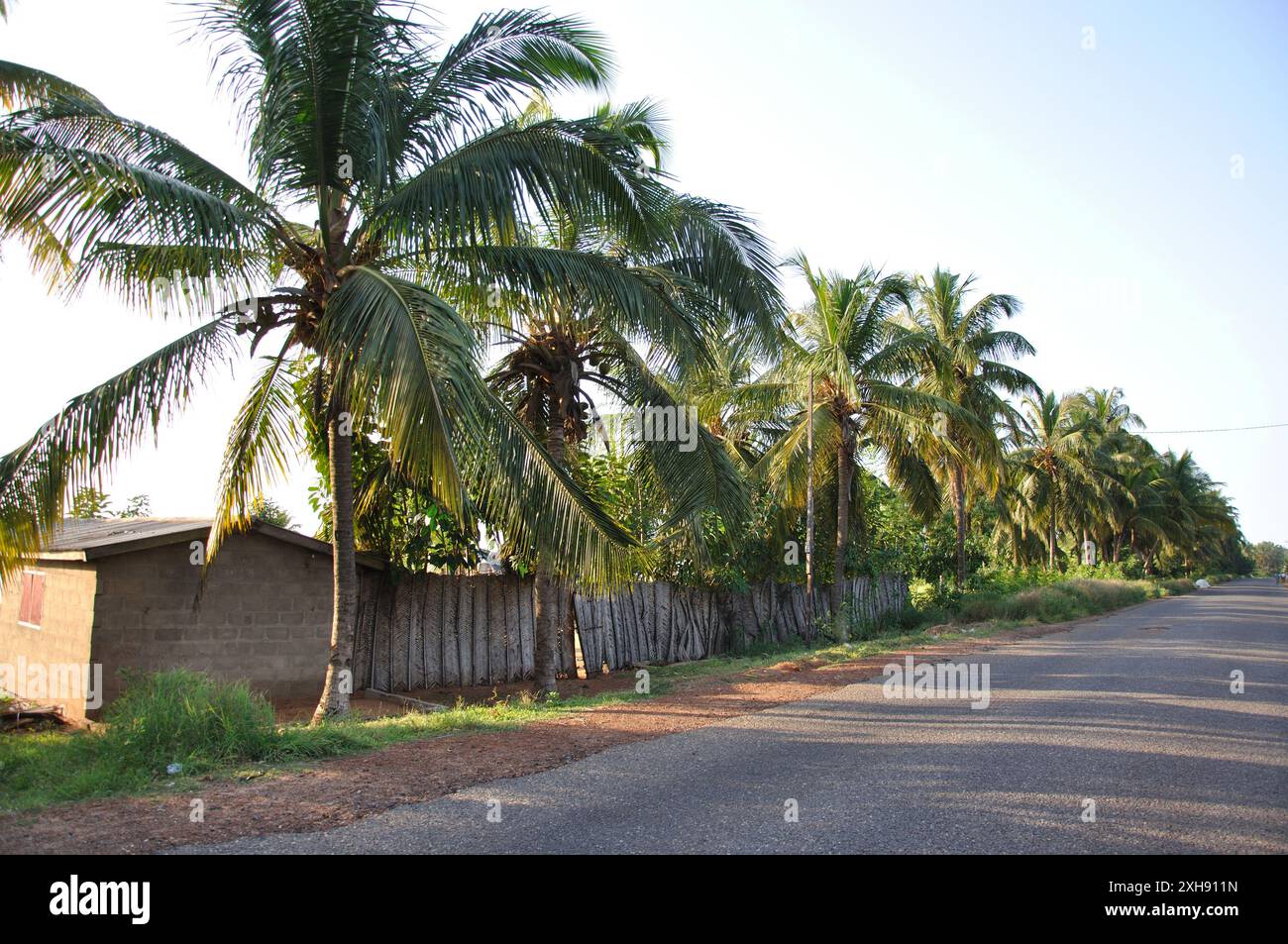 Palm-tree lined Tarmac Road, Outskirts of Accra, Ghana, West Africa ...