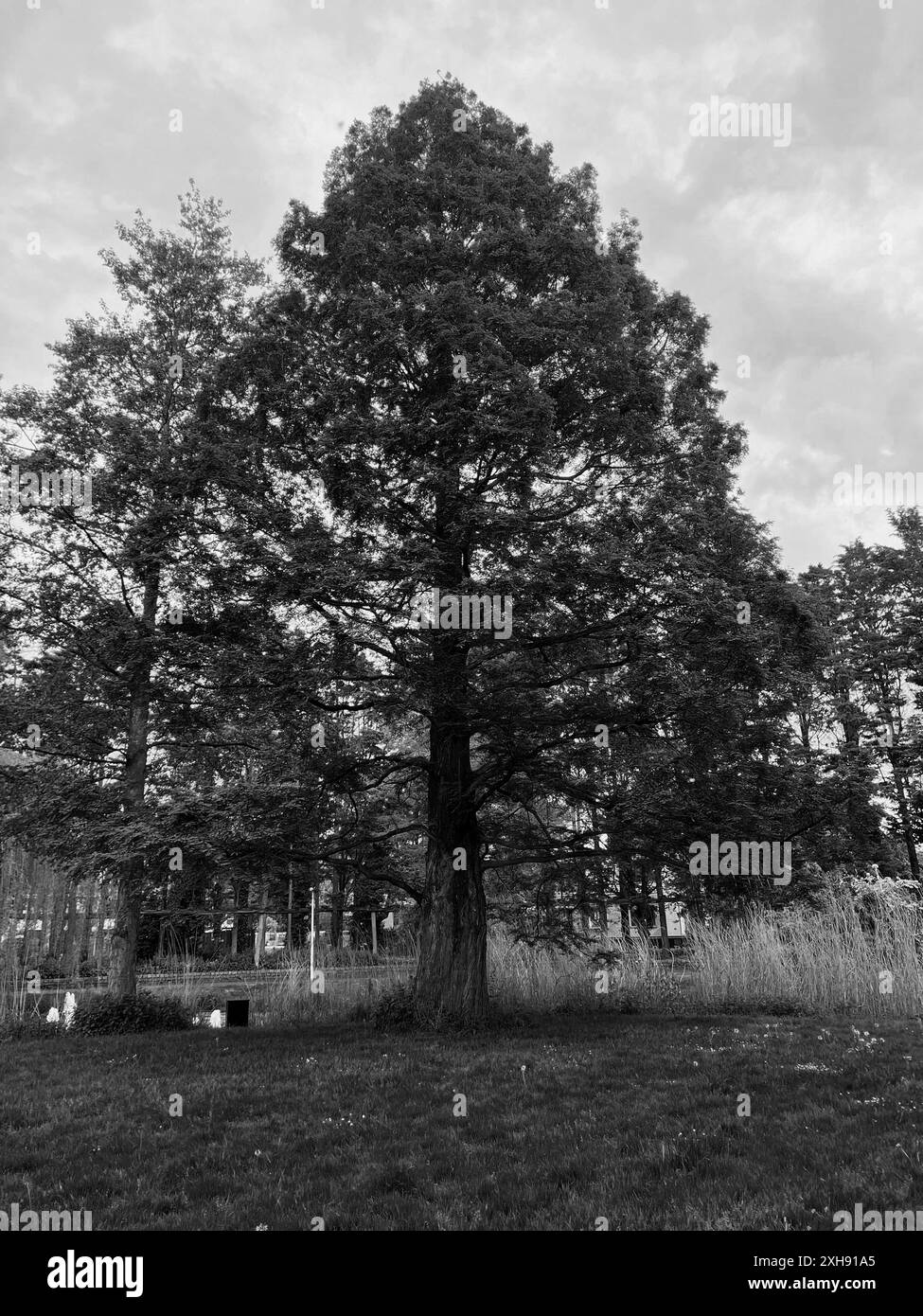 Beautiful trees growing outdoors, black and white effect Stock Photo ...