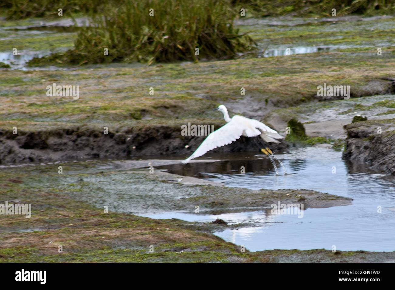 captures a heron taking flight from the waters of Ramallosa in ...