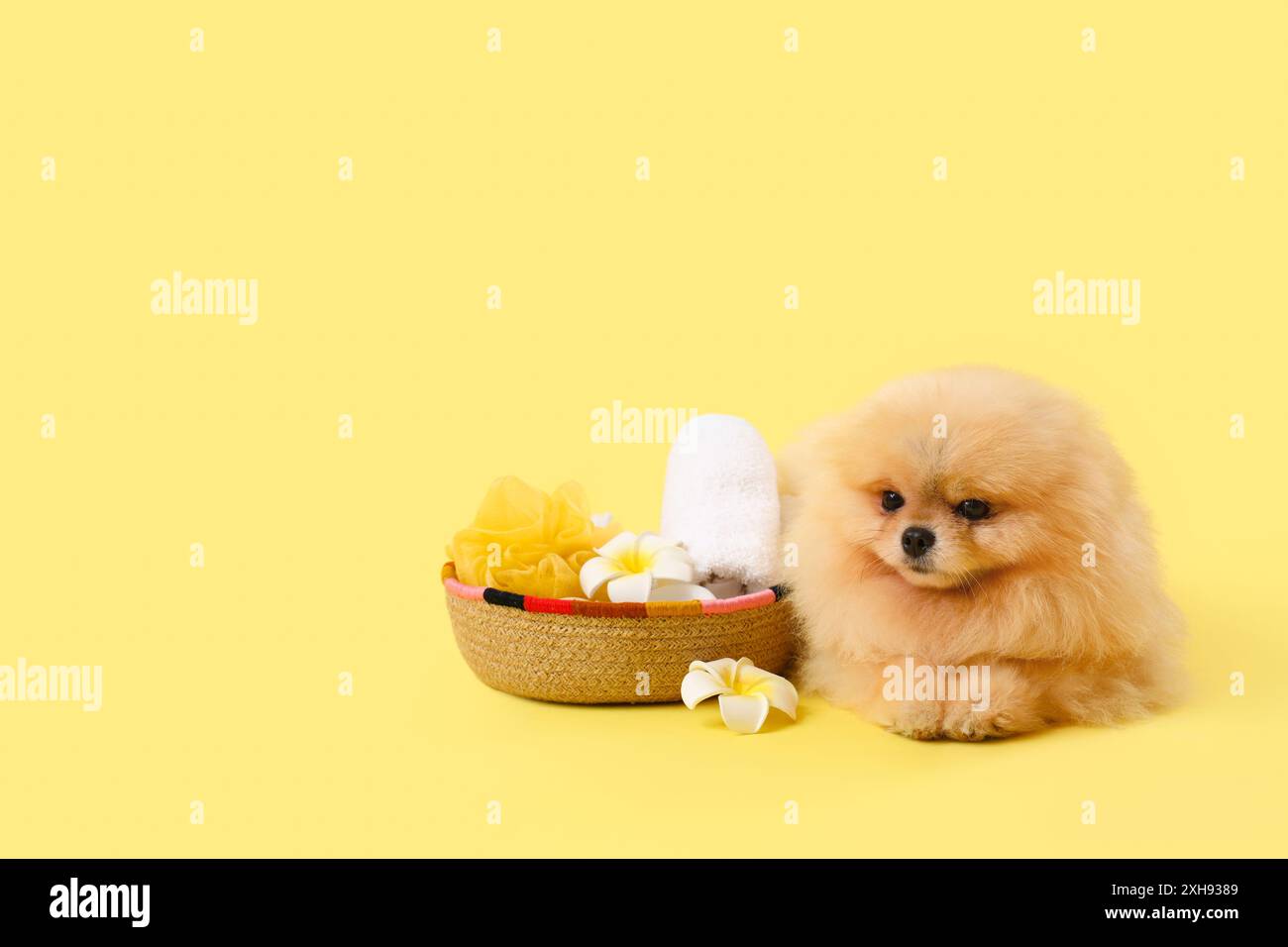 Cute Pomeranian dog with spa accessories on yellow background Stock ...