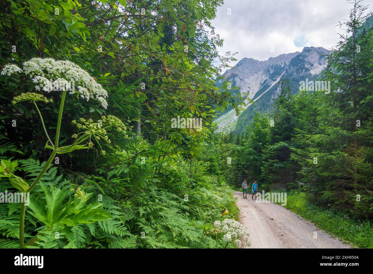 Bärental Valley, Hochstuhl Mountain Stol, Veliki Stol, plant Heracleum ...