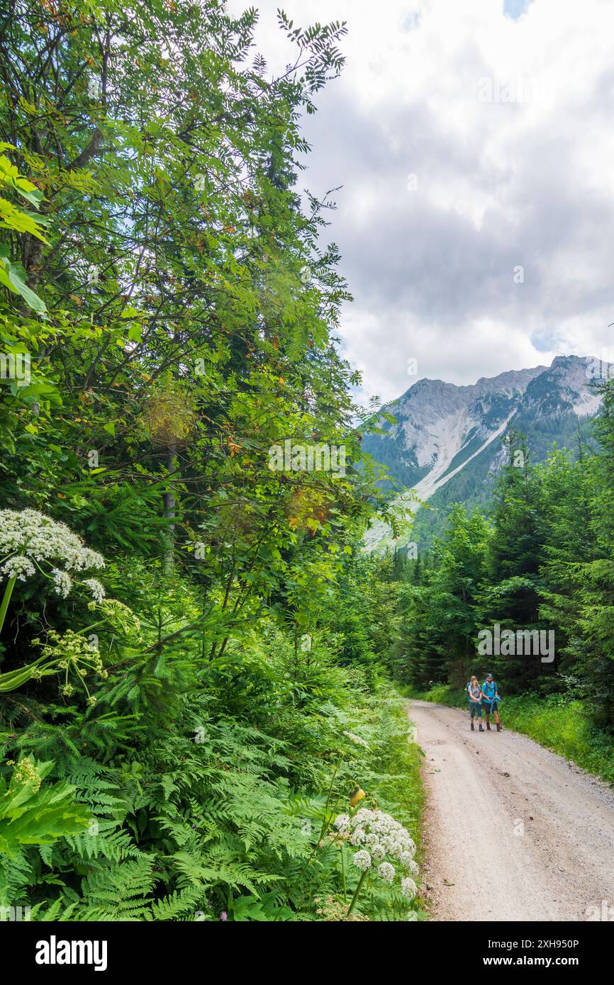 Bärental Valley, Hochstuhl Mountain Stol, Veliki Stol, plant Heracleum ...