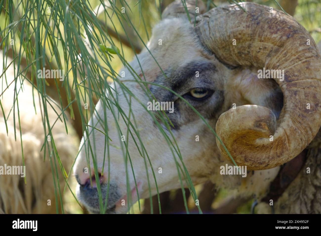 Male ram horned mountain sheep with collar hi-res stock photography and ...
