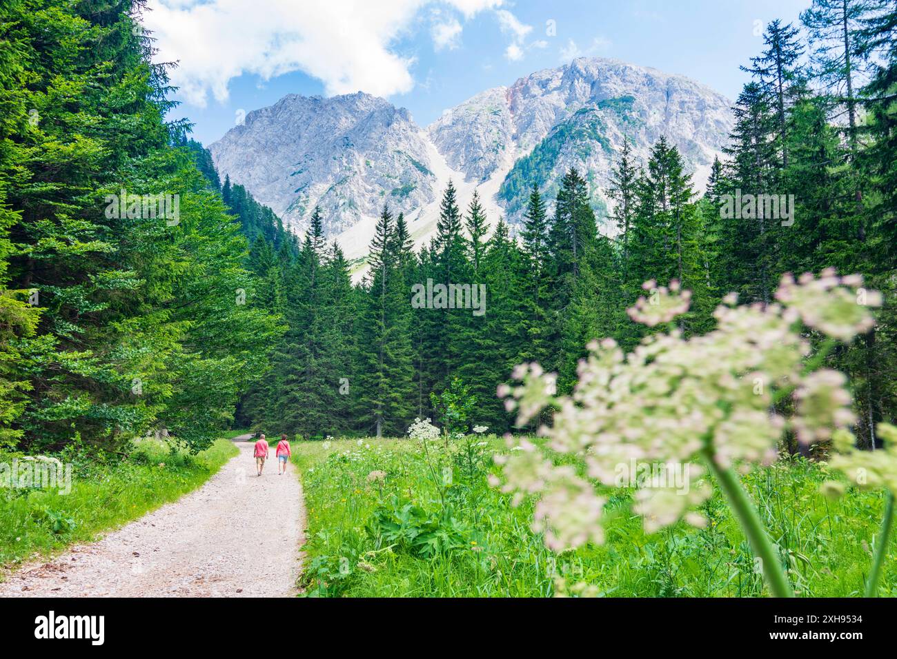 Bärental Valley, Hochstuhl Mountain Stol, Veliki Stol, plant Heracleum ...