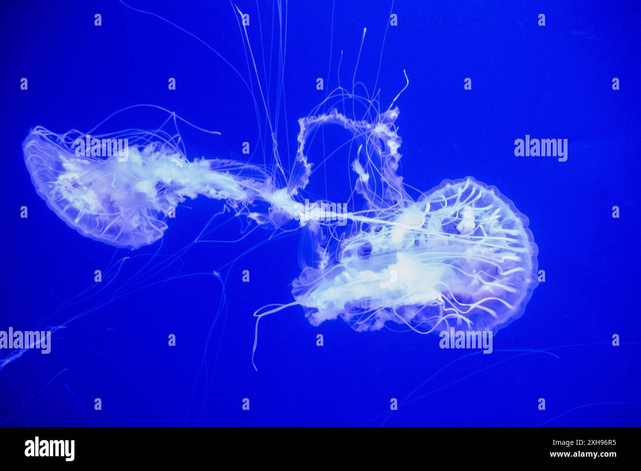 Two jellyfish swimming in the ocean Stock Photo - Alamy