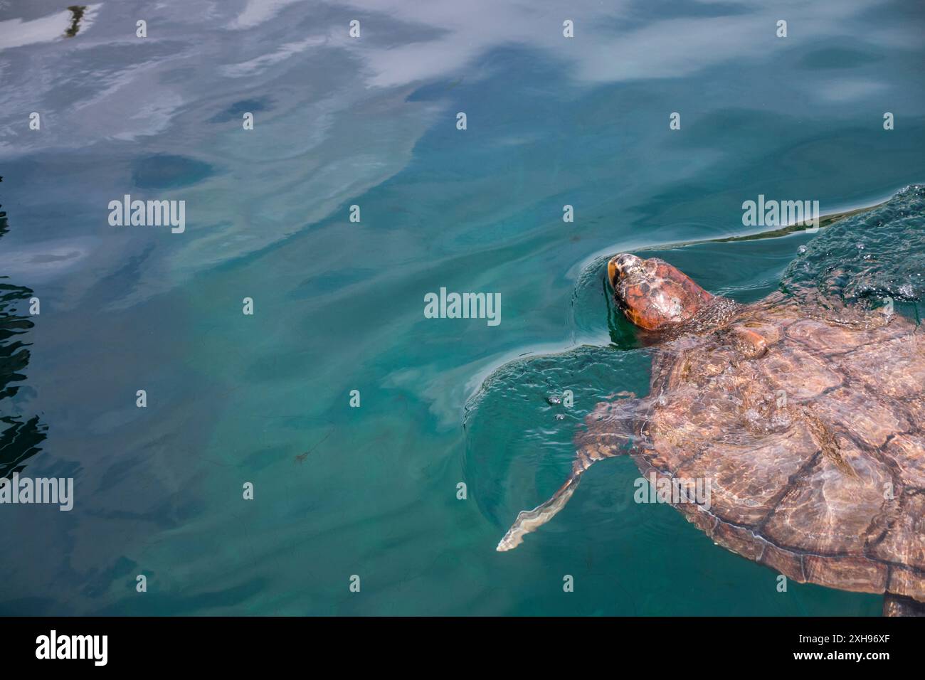 Turtle shell top view hi-res stock photography and images - Alamy