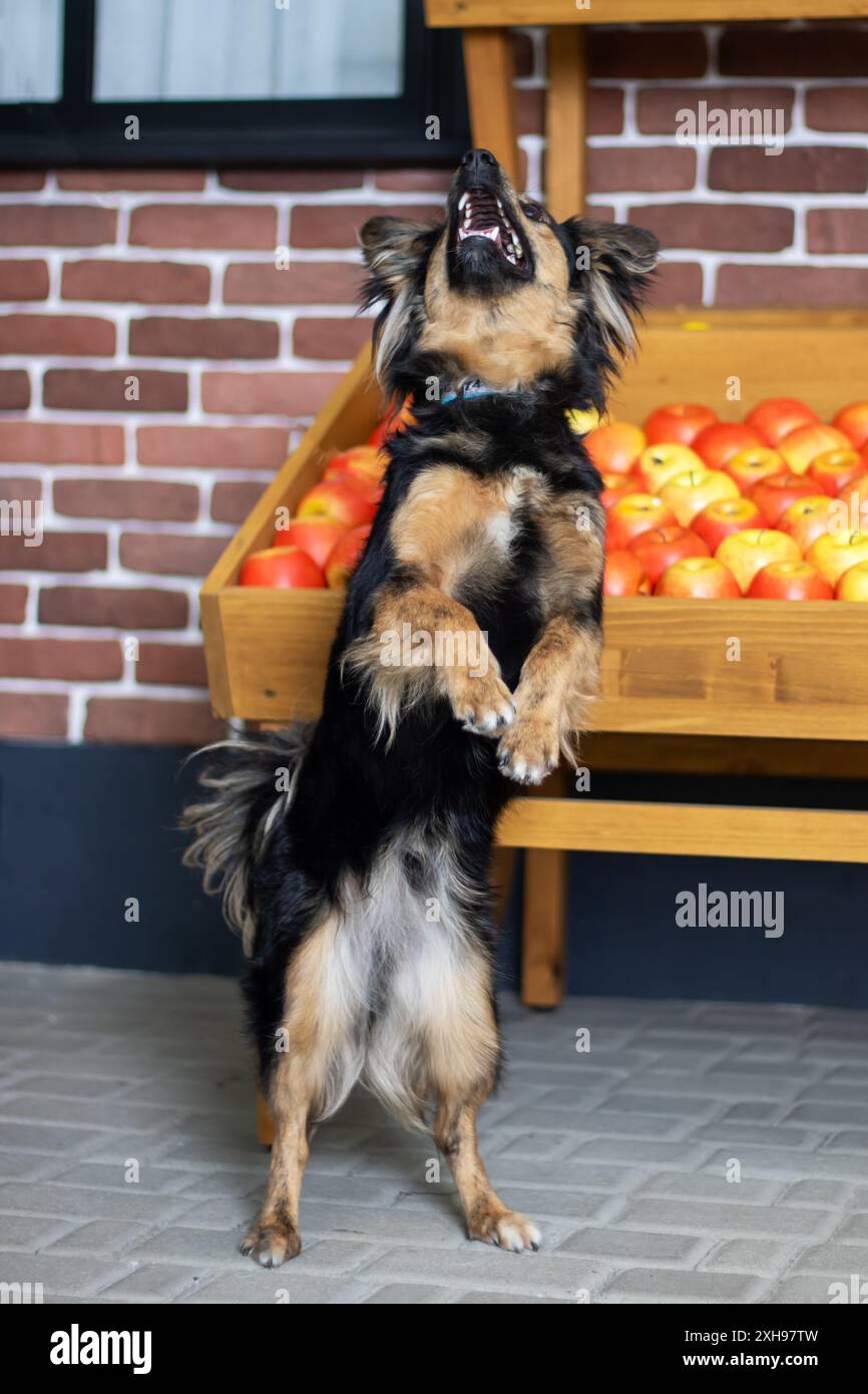 There is a dog standing upright beside a group of apples Stock Photo ...