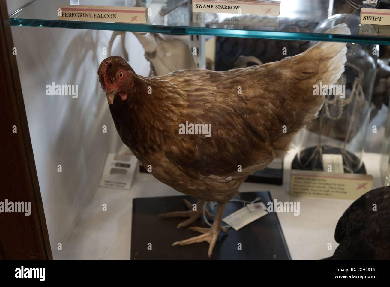 Science zoology bird hi-res stock photography and images - Alamy