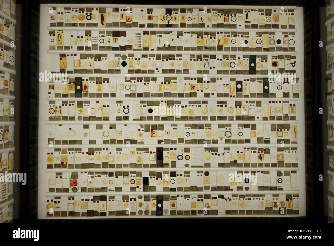 Microscope slides on display at the grant Museum of Zoology Stock Photo ...