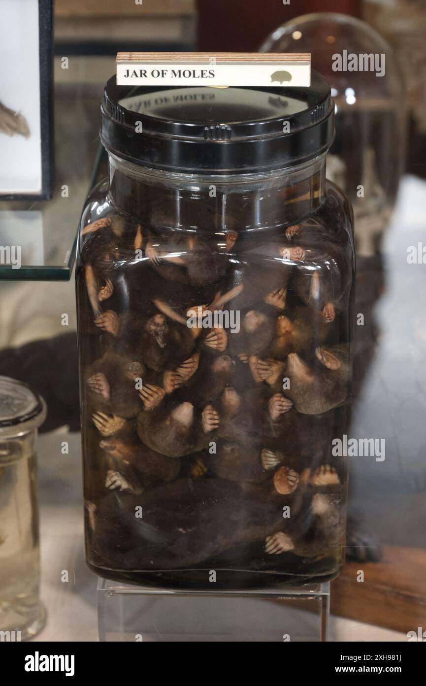 Specimen jar hi-res stock photography and images - Alamy