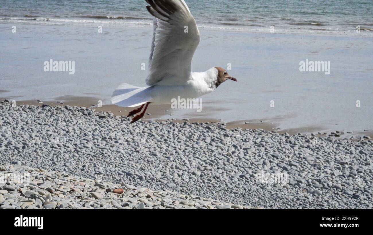 A seagull flying high in a dreamy sky with white clouds. Freedom ...