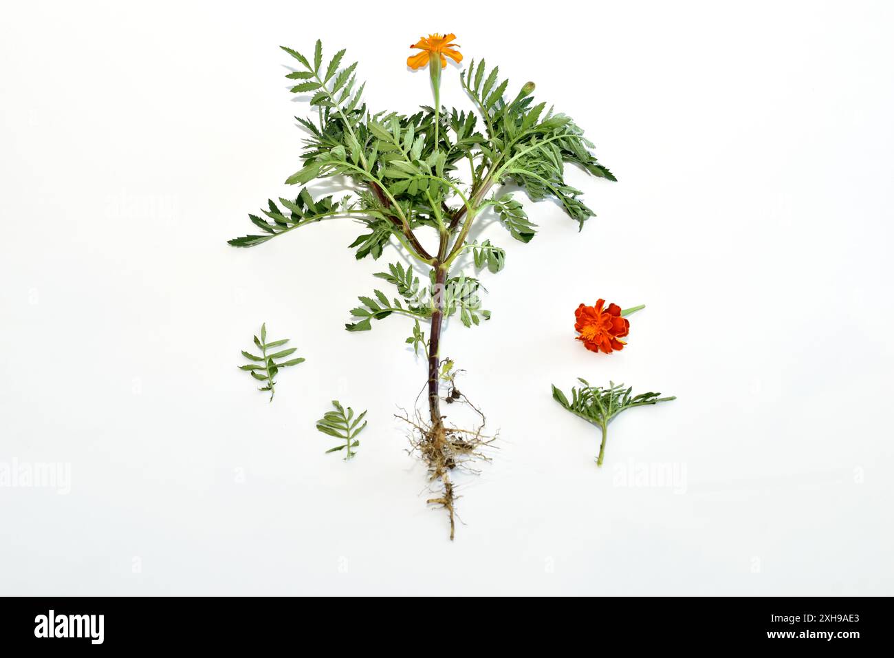 Herbarium. Marigold flower, its stem, leaves, flower itself and root ...