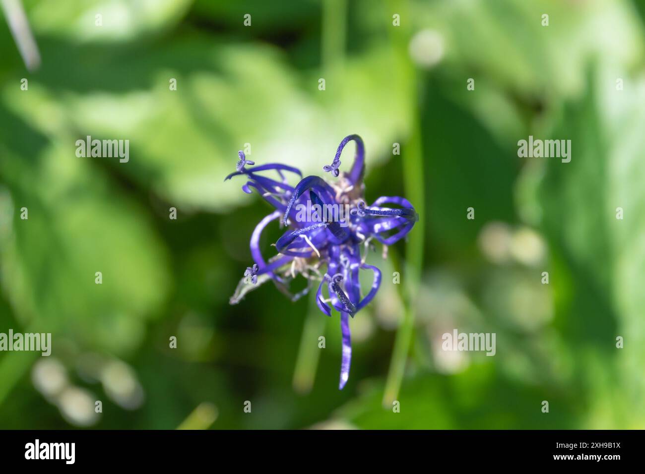 Beautiful blue flowers of Phyteuma orbiculare. round-headed rampion ...