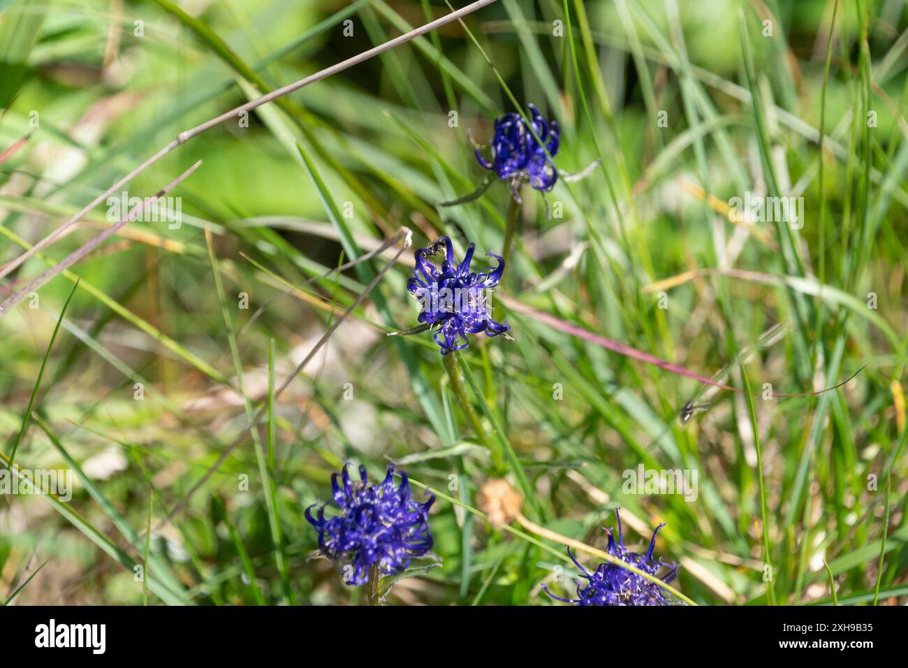 Beautiful blue flowers of Phyteuma orbiculare. round-headed rampion ...