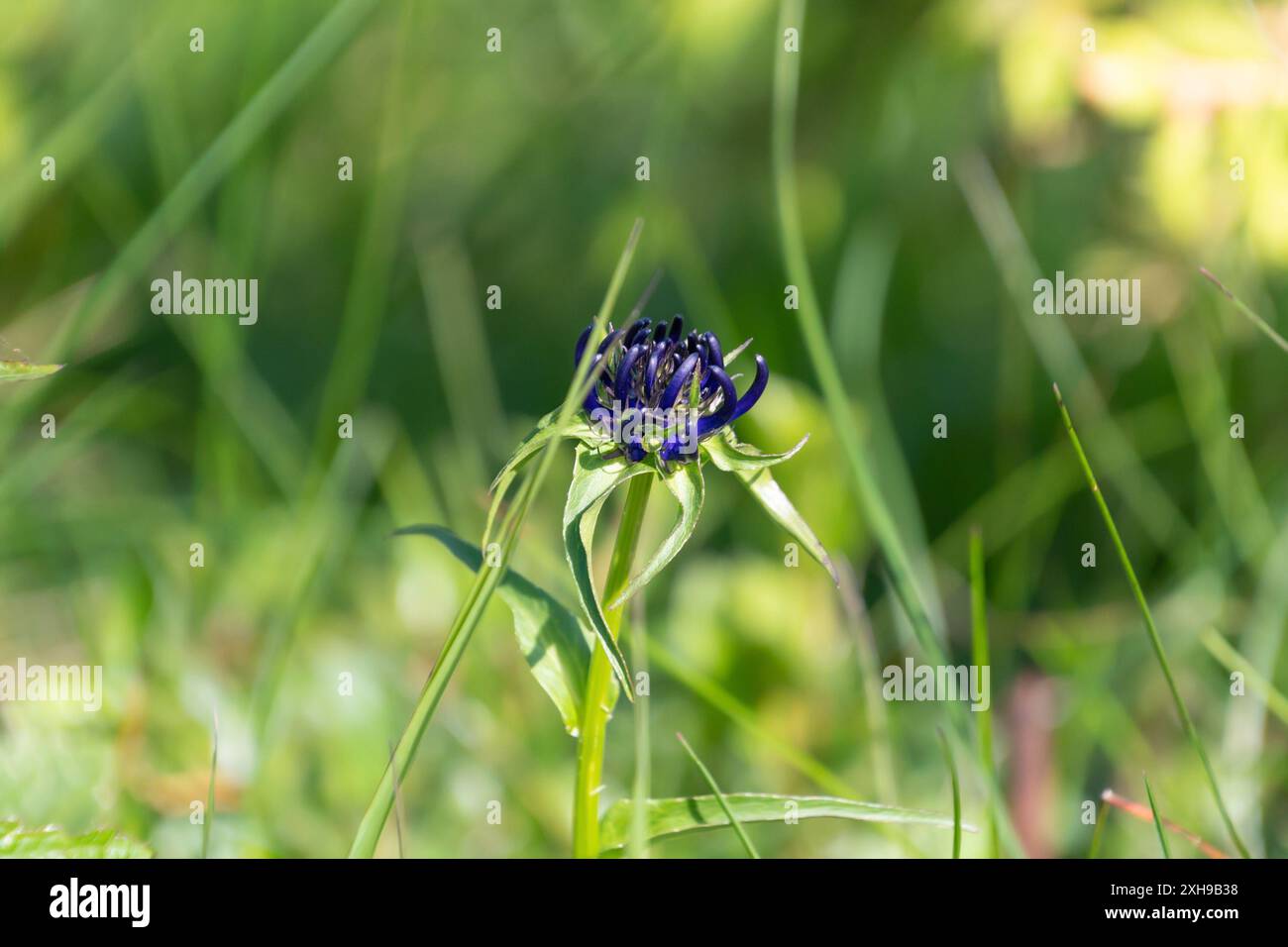Beautiful blue flowers of Phyteuma orbiculare. round-headed rampion ...