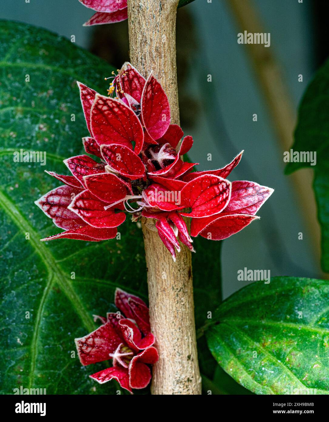 Pavonia cauliflora hi-res stock photography and images - Alamy