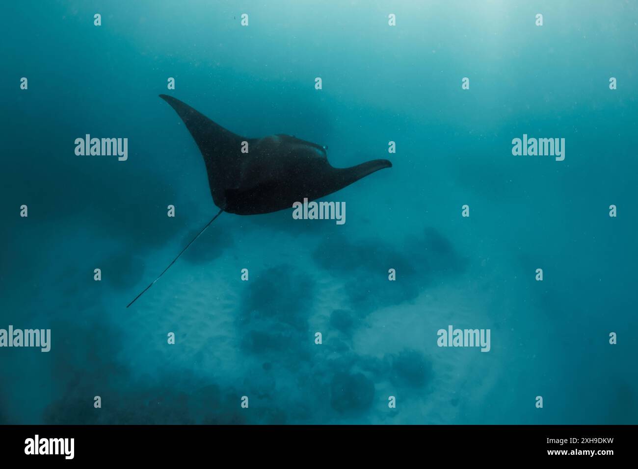 Manta ray swimming in open ocean. Giant manta ray fish swims underwater ...